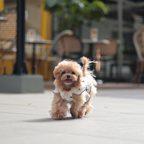 EDI - Maltipoo – Zootopia Animal Wellness Center