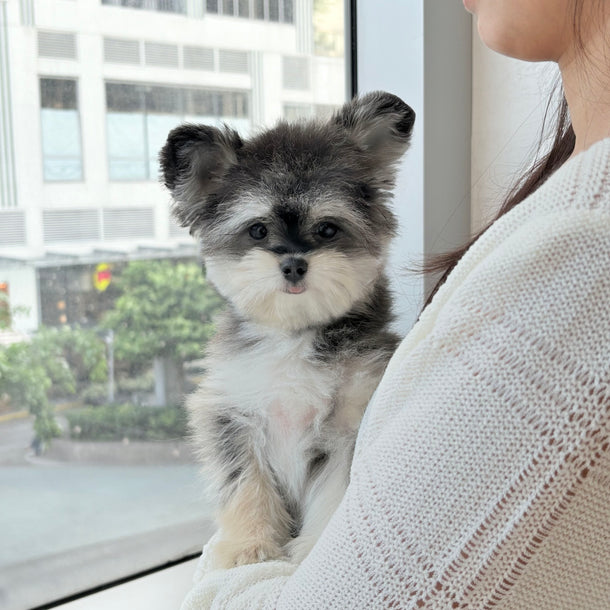 MAMBO - Maltipom – Zootopia Animal Wellness Center