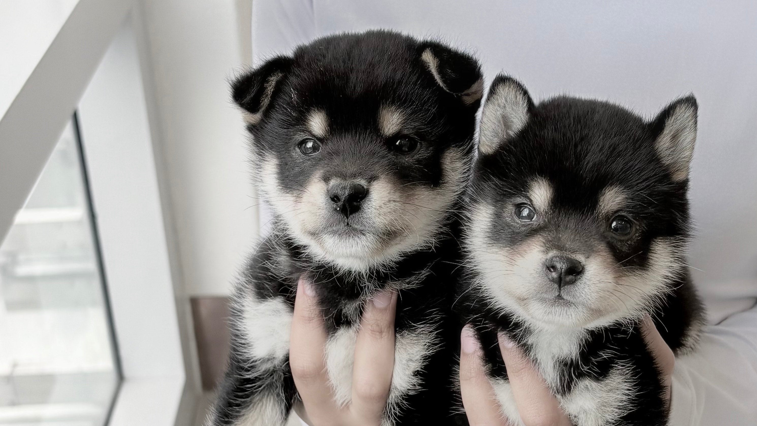 Zootopia Plus – Zootopia Animal Wellness Center