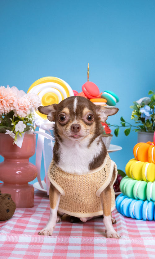 Pet Studio – Zootopia Animal Wellness Center