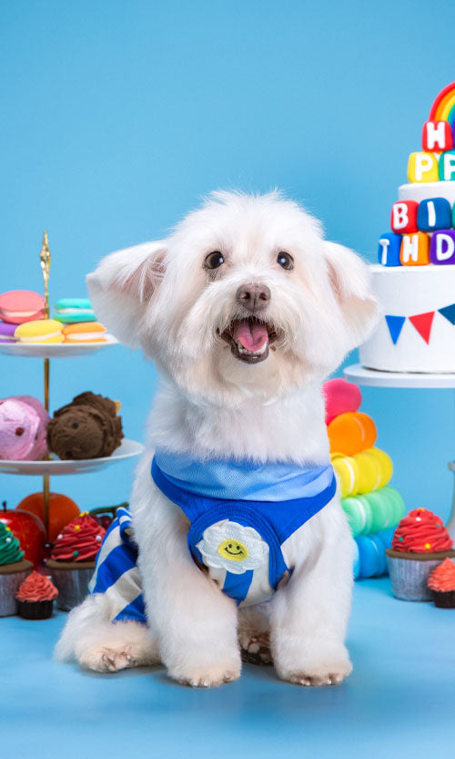 Pet Studio – Zootopia Animal Wellness Center
