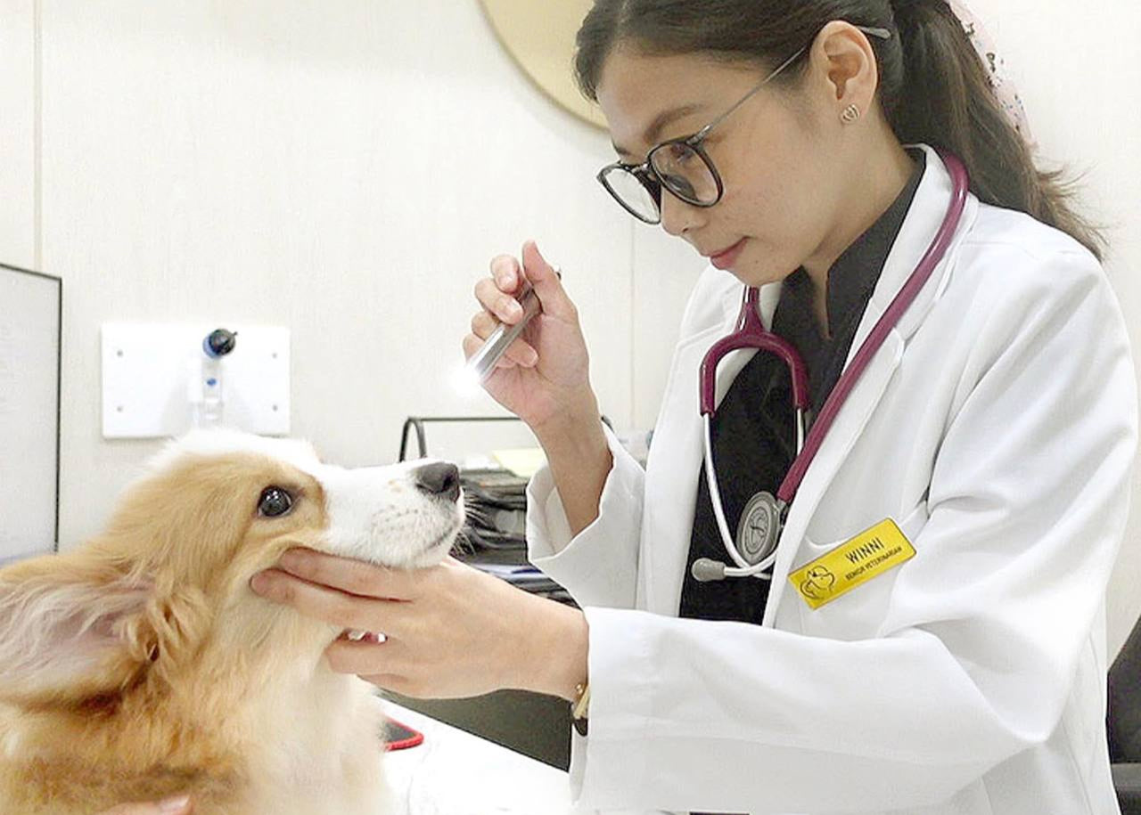 Veterinary – Zootopia Animal Wellness Center