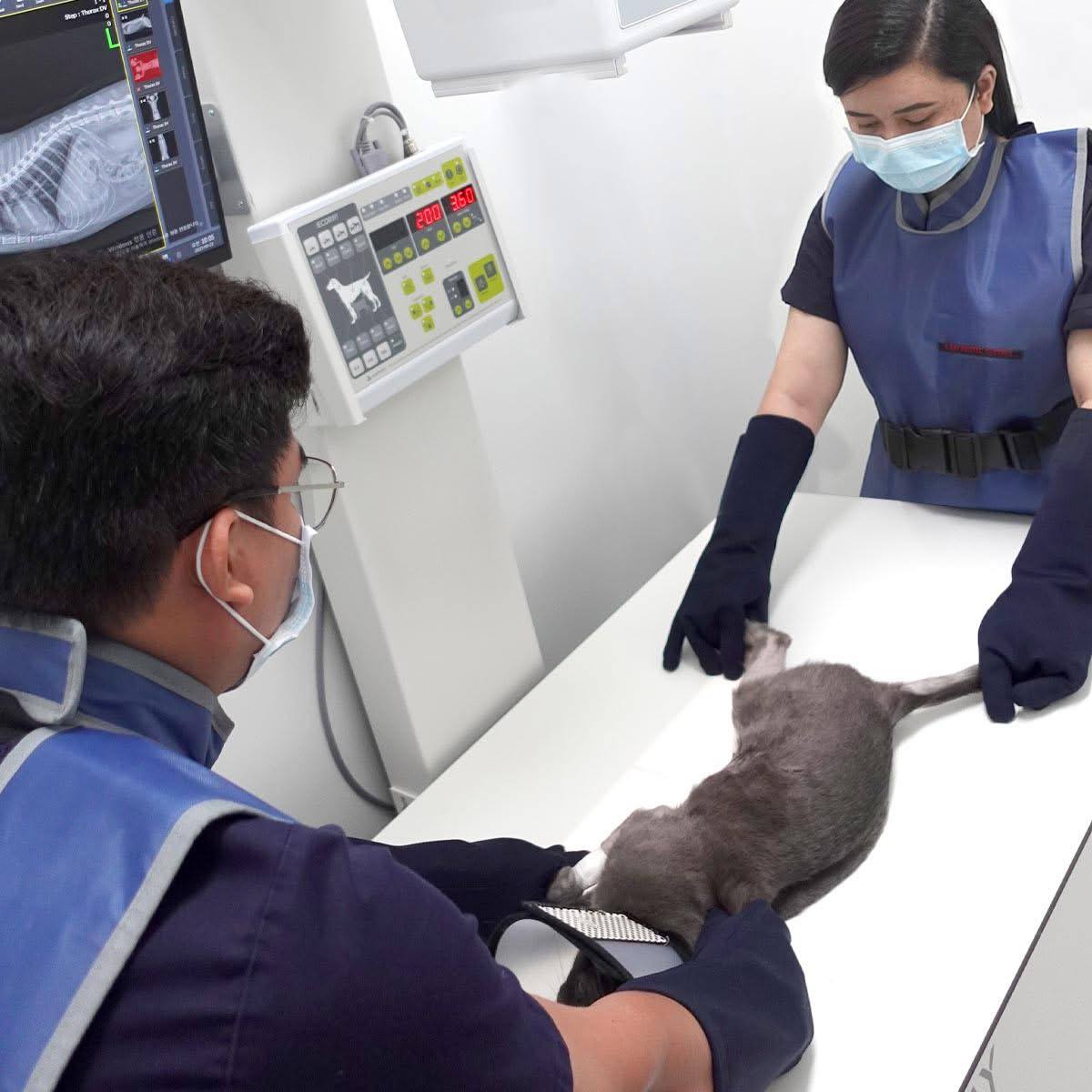 Veterinary – Zootopia Animal Wellness Center